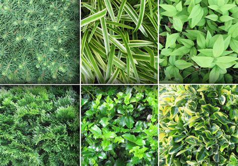 Grass And Leaves Textures Pack Free Photoshop Brushes At Brusheezy