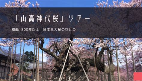 山高神代桜 おすすめツアー特集！ 2025年宿泊・日帰りバスツアー