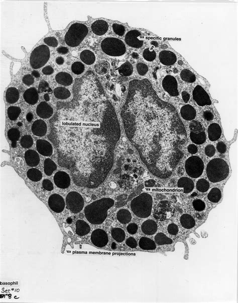 Electron Microscopes Peer Program Youth Stem Promotion