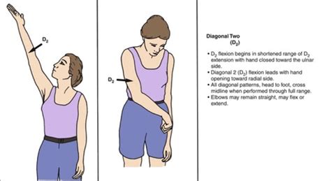 Shoulder Flexion D2 Extension