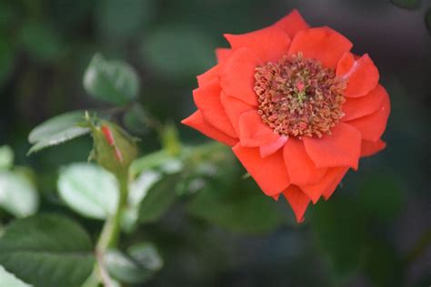 Un Roseto Non Avevo Mai Visitato Un Roseto Passavo Per I Giardini Pubblici