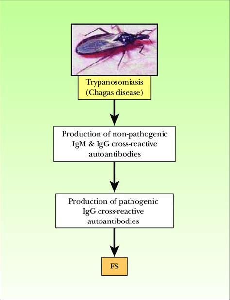 Hematophagous Insects And Fogo Selvagem Fs Download Scientific Diagram