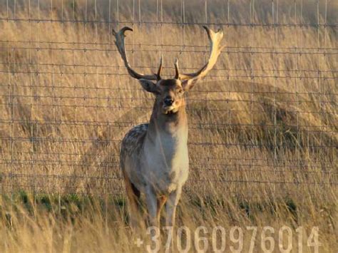 Danielius Danieliai Skelbimai Skelbiult