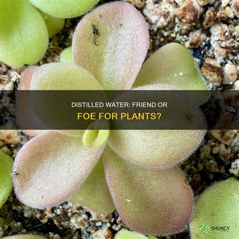 Can Plants Grow In Distilled Water What You Need To Know Shuncy