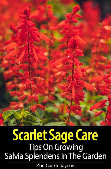 Sage Plant Tips At Steven Broadnax Blog
