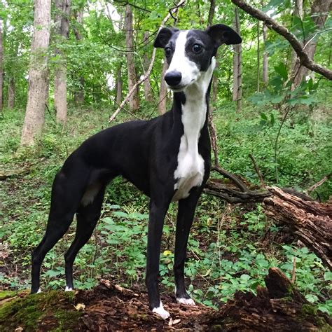 Behold Princess Stella Scrolller