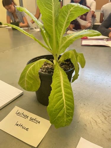 Plant Id Quiz Flashcards Quizlet