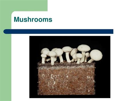 Ppt 3 Major Domains Of Life Include 2 Different Cell Types Powerpoint