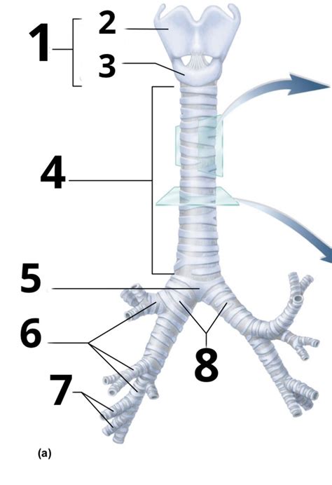 Bio 169 Lab Practical 2 Part 16 Diagram Quizlet