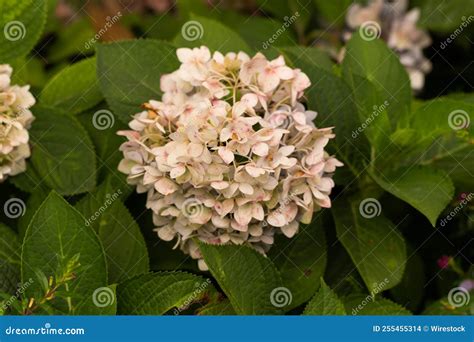 Display Of A Semi Deciduous French Hydrangea Surrounded By Green Leaves