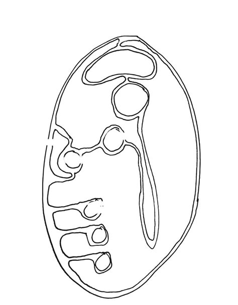 Cadaver Test 4 Peritoneum Diagram Quizlet