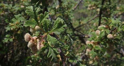 Searsia Incisa Plantzafrica