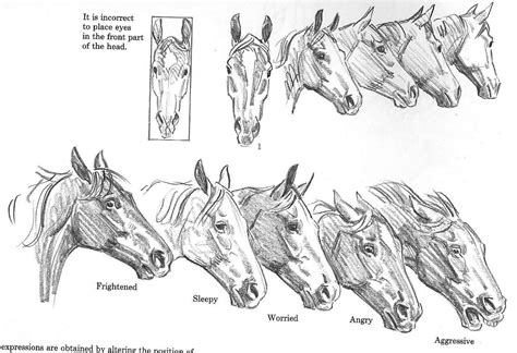 Beautiful Horse Drawing Horse Mouth Anatomy Horse Head Drawing