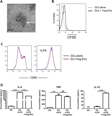 Murine Treg Derived Evs Are Acquired By Dendritic Cells And Alter
