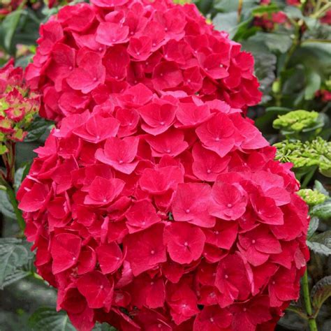 Hydrangea Macrophylla Red Baron Barnsdale Gardens