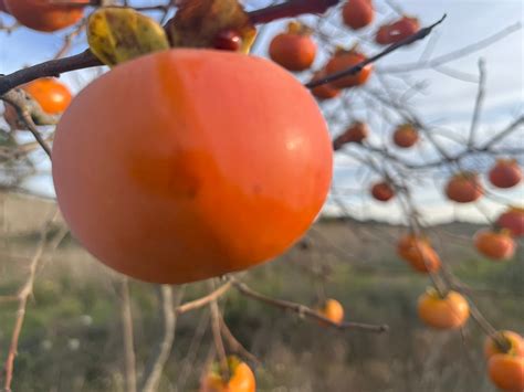 Les Trésors De La Serette Mirepoix