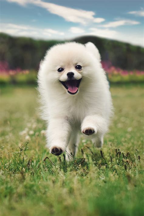 유토이미지 포메라니안