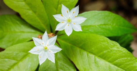 How To Care For The Starflower Plant The Habitat