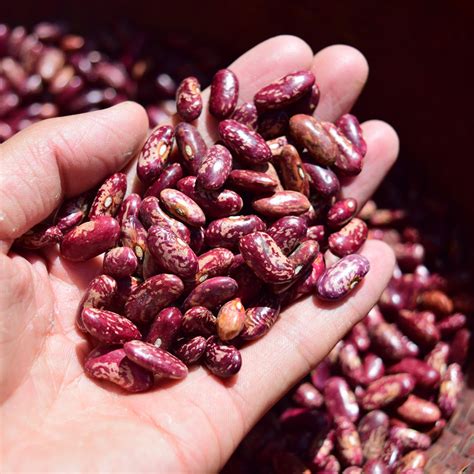 花豆饭豆肾豆腰豆四季豆杂粮红花芸豆高山土菜豆云豆皇帝豆类500g虎窝淘