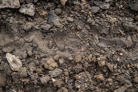 Renewal Through Decomposition Fertile Soil Texture Concept Premium Ai Generated Image