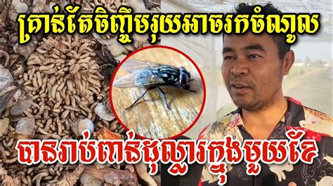 គ្រាន់តែ ចិញ្ចឹមរុយ អាចរកចំណូលបានខ្ទង់ពាន់ដុល្លារប្រចាំខែ Youtube