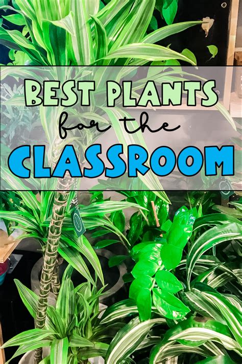 5 Amazing Plants For The Classroom Artofit