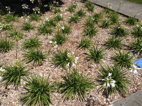 Agapanthus Dwarf Varieties Agapanthus Direct