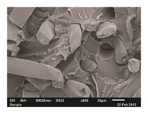 Sem Micrographs Of Tensile Fracture Surfaces Of Im Lyocellpp A And C