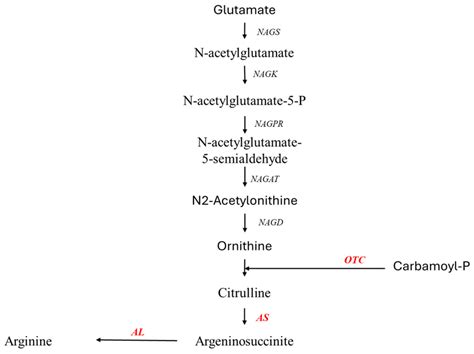 The Citrulline And Arginine Biosynthesis Pathways With The Enzymes