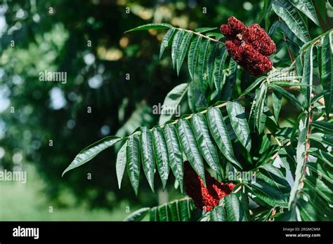 A Tall Ornamental Plant Rhus Typhina A Red Flower Of The Sumac Tree