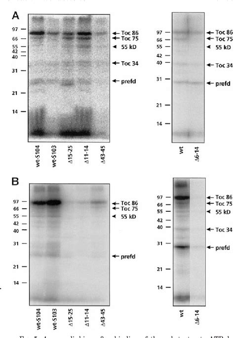 Figure 5 From The Transit Sequence Of Ferredoxin Contains Different