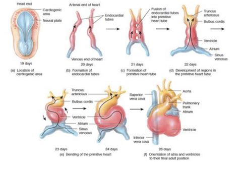 The Heart Embryology Flashcards Quizlet