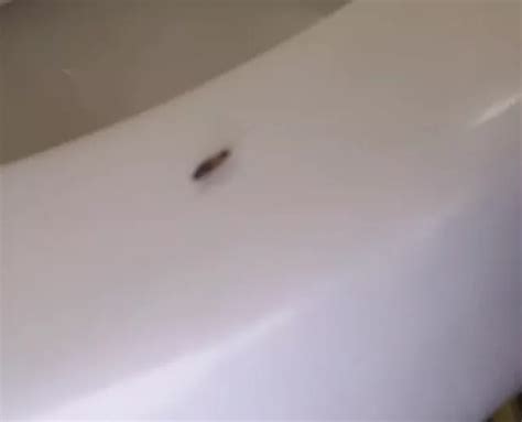 Hostel For Vulnerable People Overrun With Cockroaches In Toilet And Bedroom Liverpool Echo