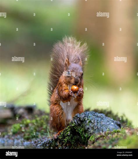 A Solitary British Red Squirrel Sciurus Vulgaris Sitting On A Rock