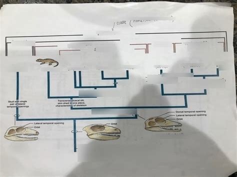 Amniota Clade Yerrrrr Diagram Quizlet Amniota Clade Yerrrrr Diagram Quizlet