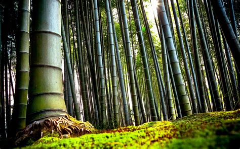 Download A Peaceful View Of A Bamboo Forest Wallpaper