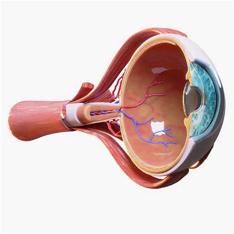 Eye Anatomy 3d Anatomy 3d Model Bundle Senses Ear Eye And Skin
