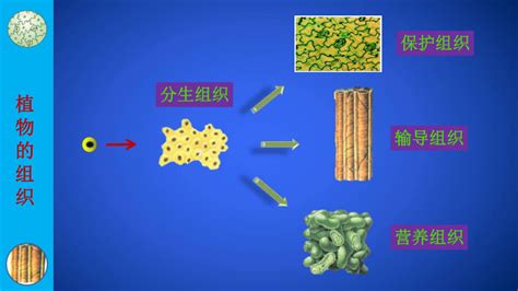 2021 2022学年北师大版 七年级上册41 细胞分化形成组织 植物体的主要组织 课件共23张ppt21世纪教育网 二一教育