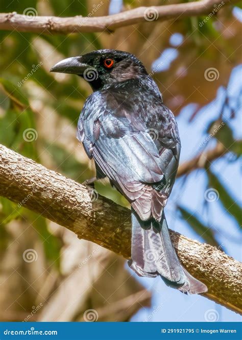 Spangled Drongo In Queensland Australia Stock Image Image Of