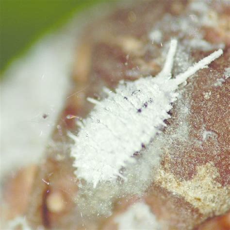 Adult Female Pseudococcus Rosangelae Pacheco Da Silva And Kaydan Sp N