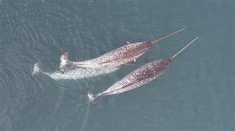 Narwhals Spotted Using Tusks For Non Mating Fun Popular Science
