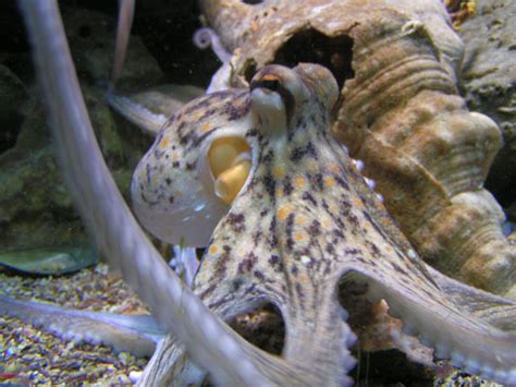 11 Reasons Octopuses Are Highly Underrated The Odyssey Online