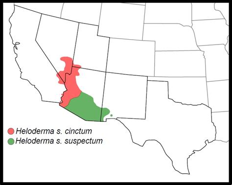 Heloderma Suspectum Suspectum Swchr