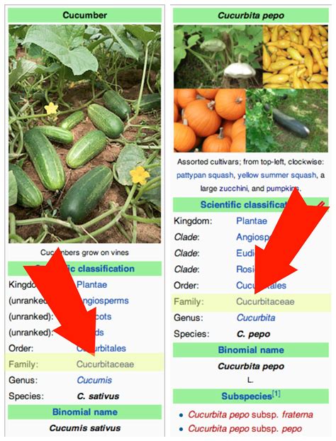 Do Your Allergies Cross React