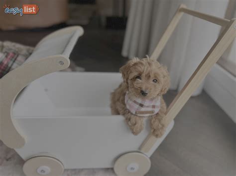 132 Puppies In Victoria