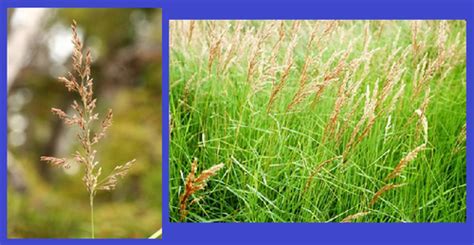 Moist To Wet Indicator Species Flashcards Quizlet