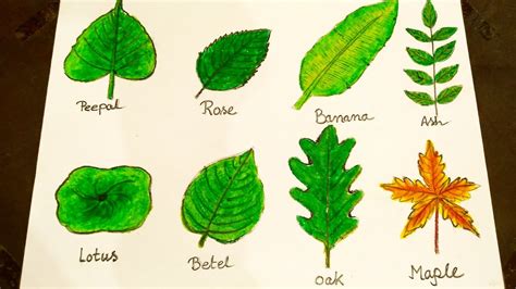 Different Types Of Leaves Drawing