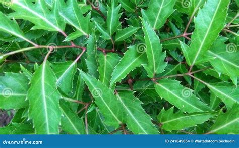 Cakra Cikri Leaves That Grow On The Plains Of The Island Of Java This Plant Is Also Commonly