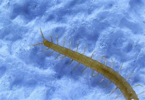 Centipede Bugguide Net