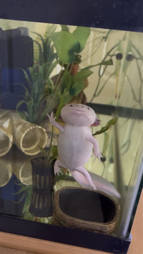 Happy Wigglesbubbles Raxolotls